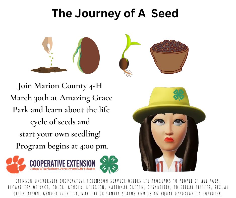 4-H Seed Journey – City of Marion, South Carolina